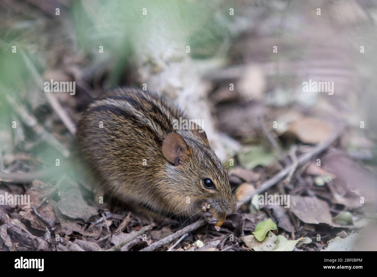 Four striped grass mouse hi-res stock photography and images - Alamy