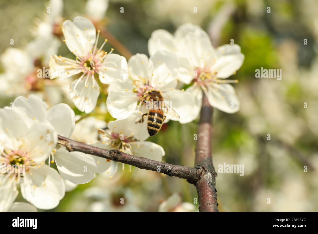 Blooming gardens in spring, blooming spring tree. Sunny spring day ...