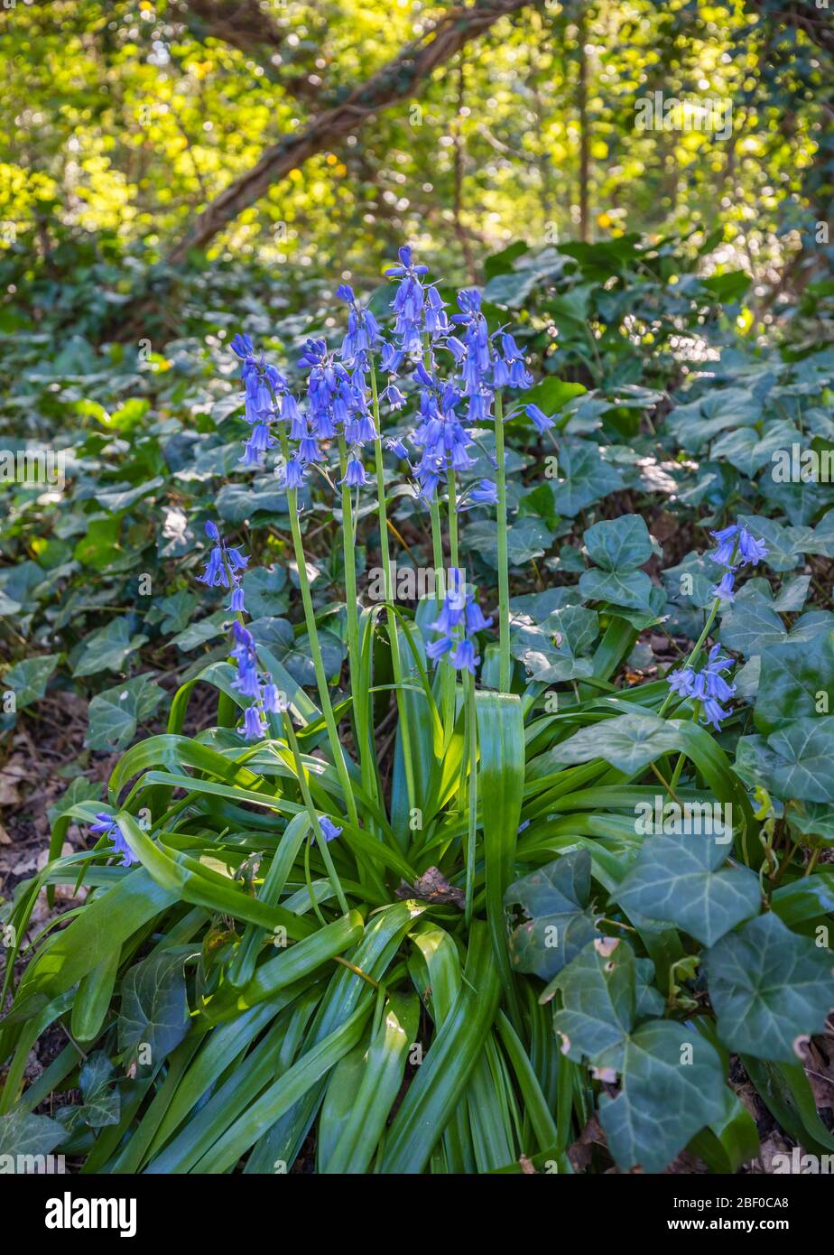 Non native in the uk hi-res stock photography and images - Alamy
