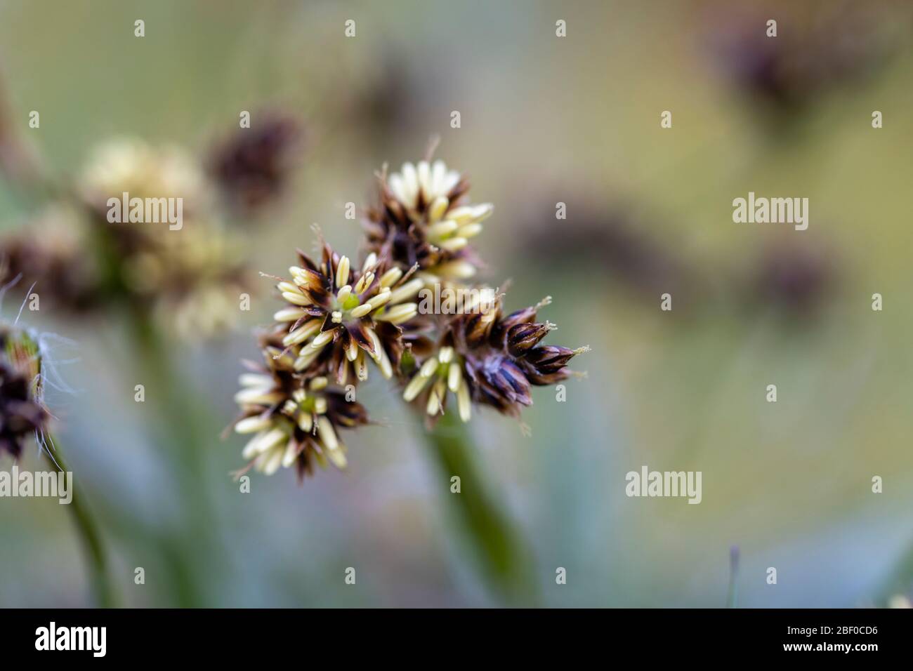 Close Up Sedge Weed High Resolution Stock Photography and Images - Alamy