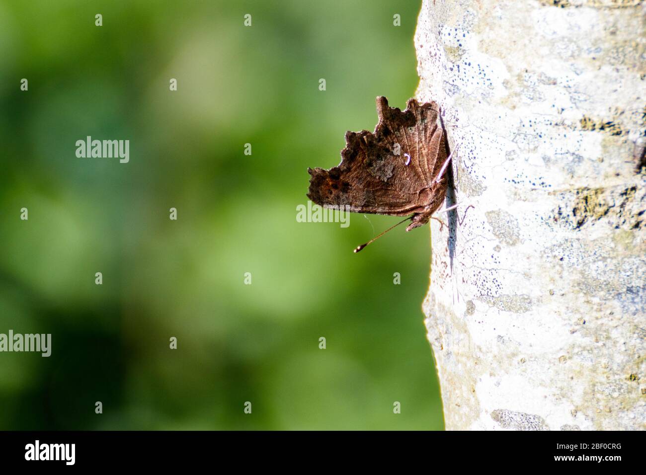 Angelwing butterfly hi-res stock photography and images - Alamy