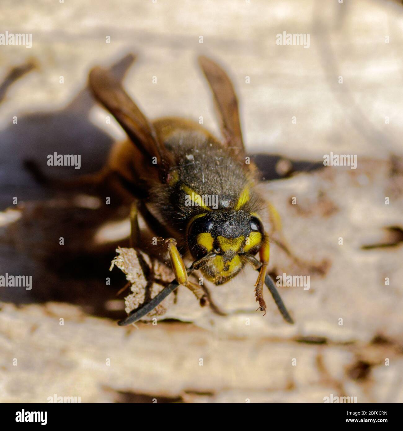 German Wasp preening on a log Stock Photo - Alamy
