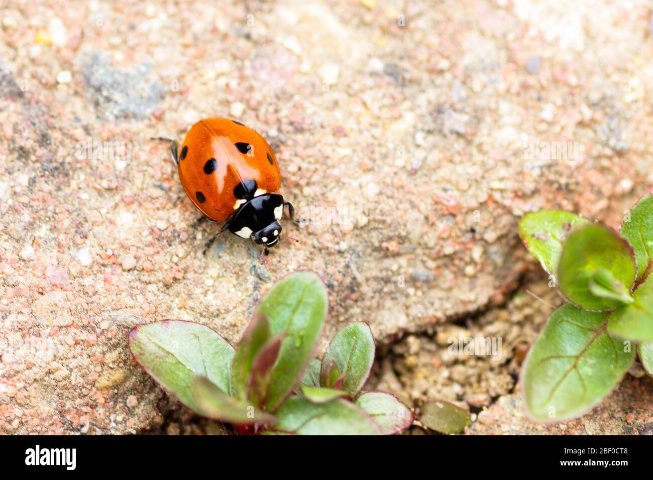Coccinellidae ladybug ladybird walking on hi-res stock photography and ...