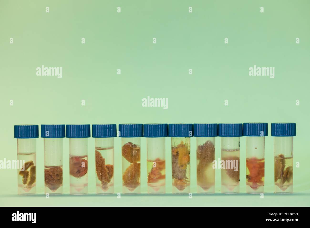 Sponges collected for DNA - Benthic sampling off South Africa in the ...