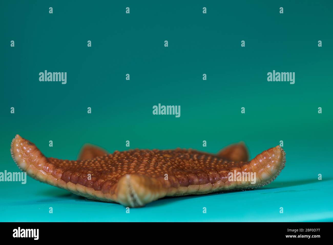 Indian ocean starfish hi-res stock photography and images - Alamy