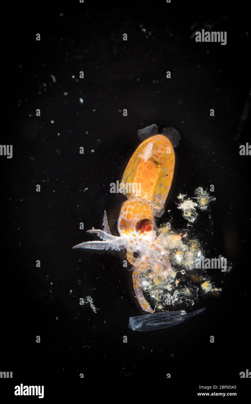 Cephalopod hi-res stock photography and images - Alamy