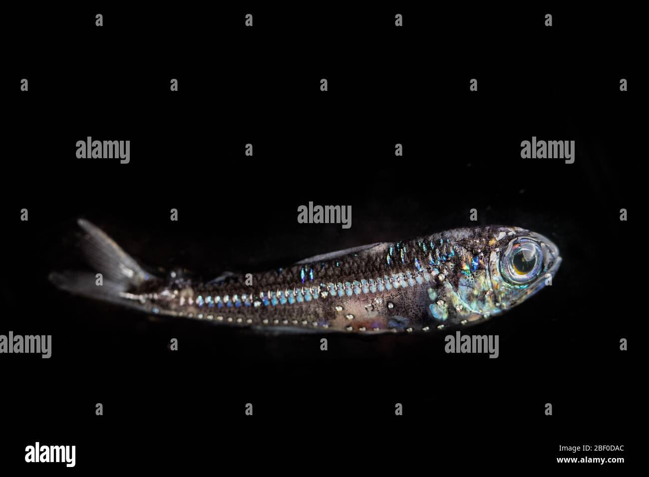 Lanternfish bioluminescence hi-res stock photography and images - Alamy