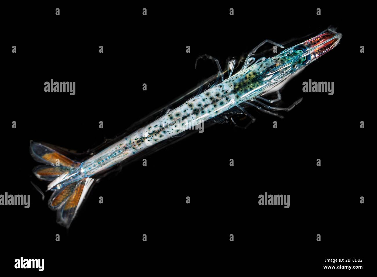 This colorful larval crustacean was sampled as part of a biodiversity ...