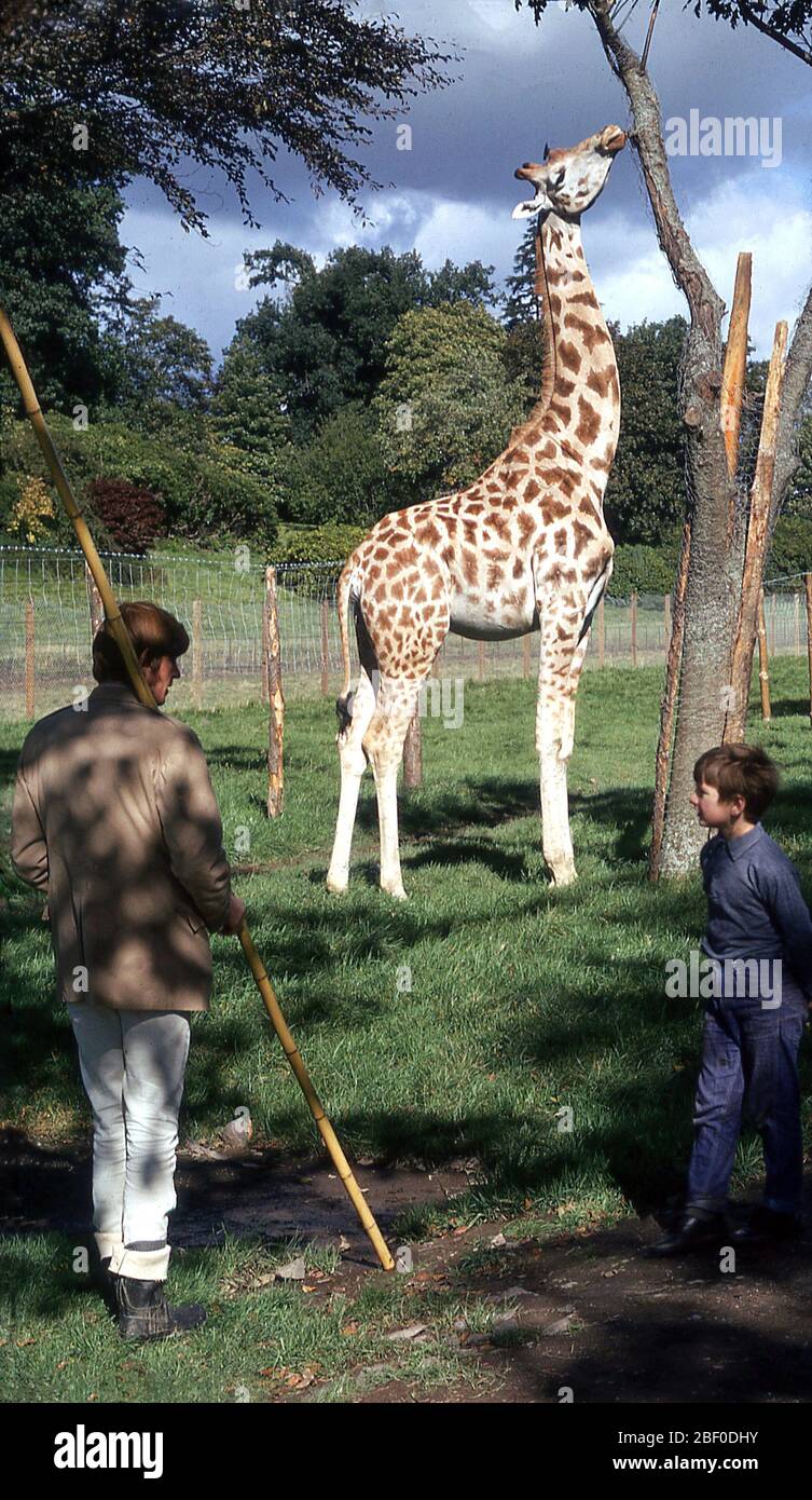 1970s, historical, a giraffe standing, eating from a tree, with a ...