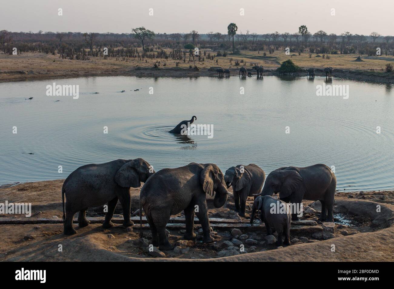 Hwange national game park reserve hi-res stock photography and images ...