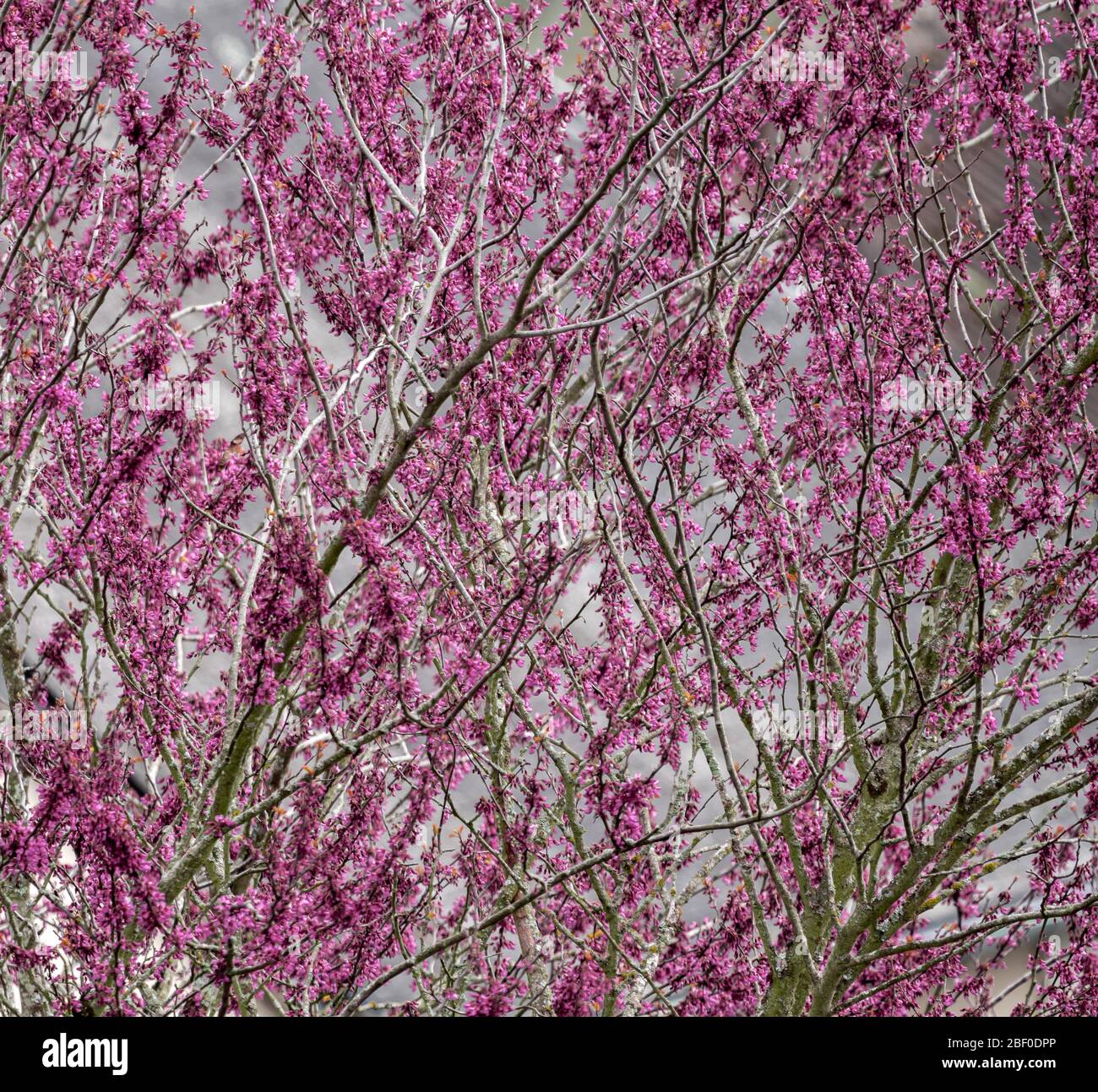 Cherry blossom tree in early spring Stock Photo - Alamy