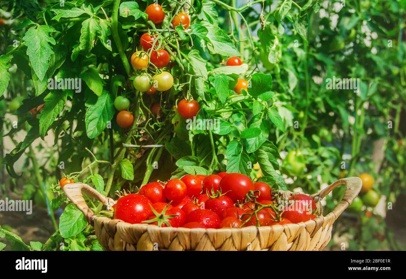 A lot of tomatoes in the garden, harvest. Selective focus. nature Stock ...