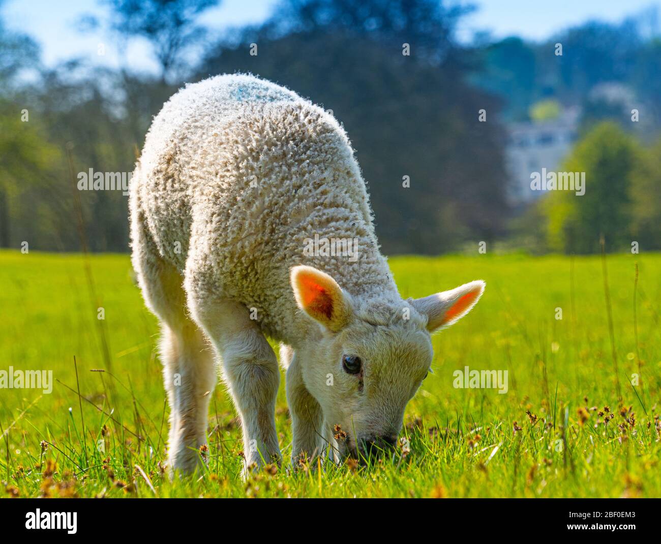 Portrait Close up Low Level view of three week old Lamb standing in ...