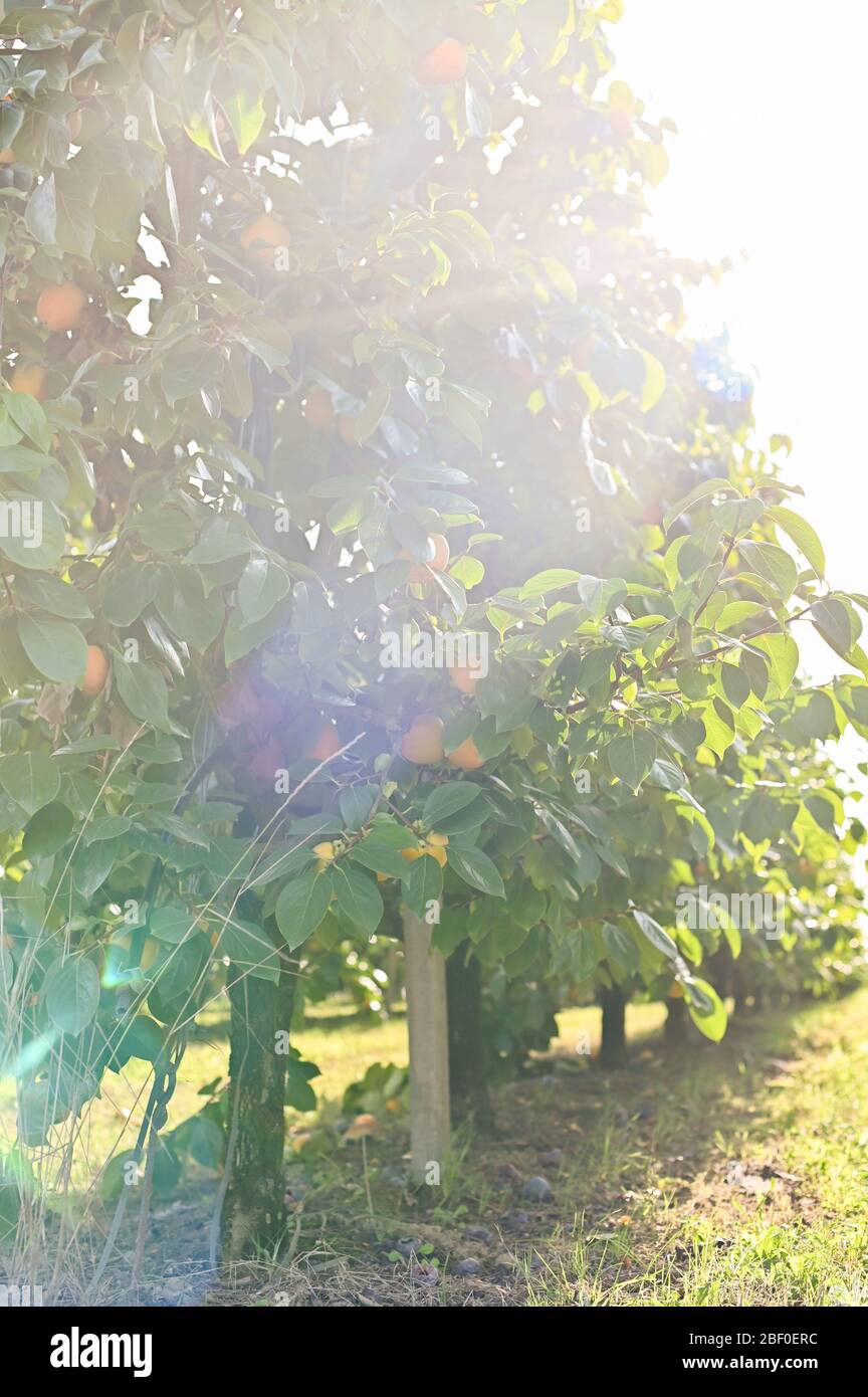 Persimmon trees with a lot of persimmons on tree branches and fallen on ...