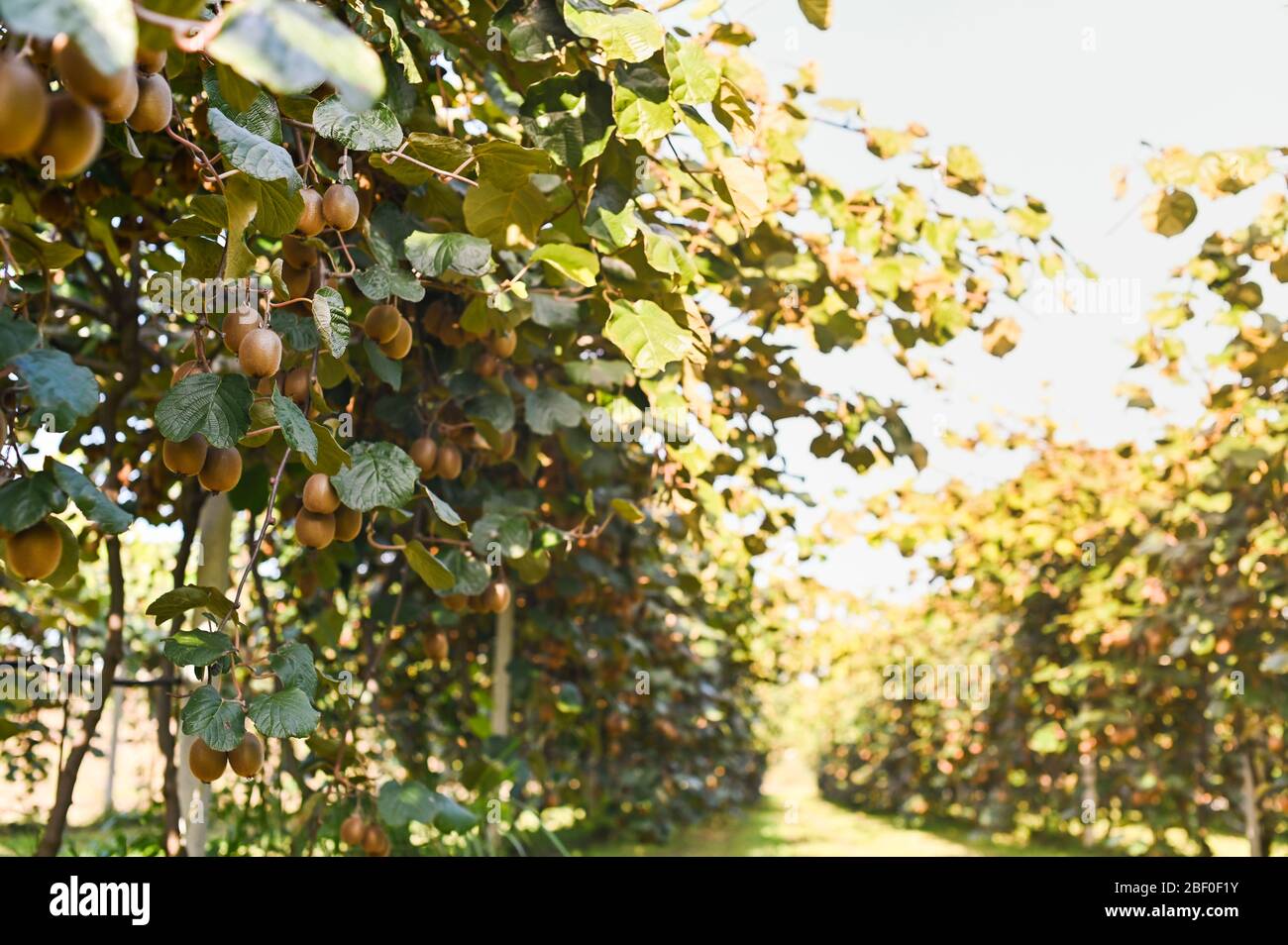 Kiwi on a kiwi tree plantation with with huge clusters of fruits ...