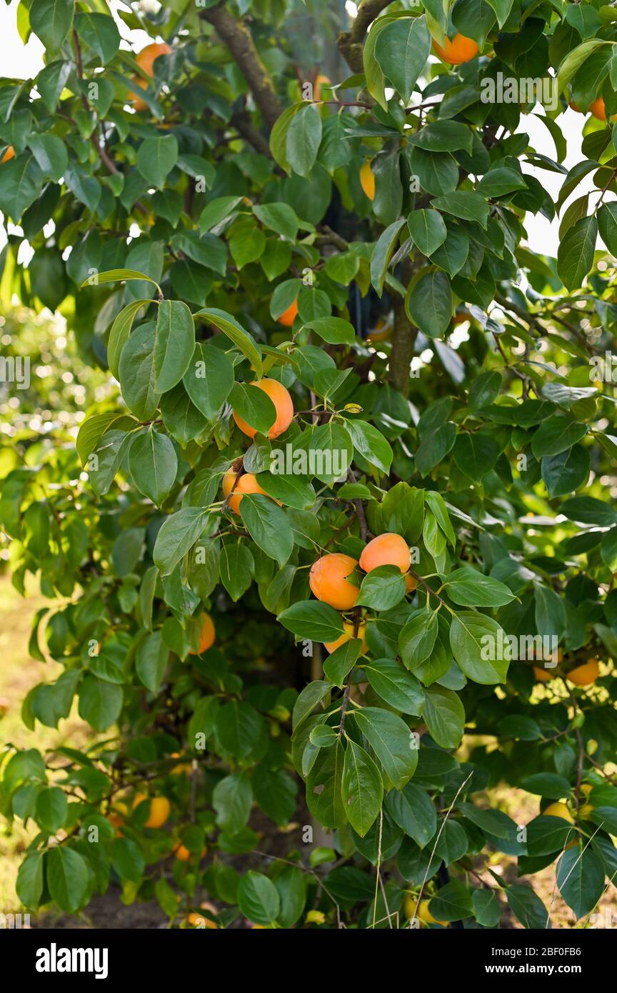 Persimmon trees with a lot of persimmons on tree branches and fallen on ...