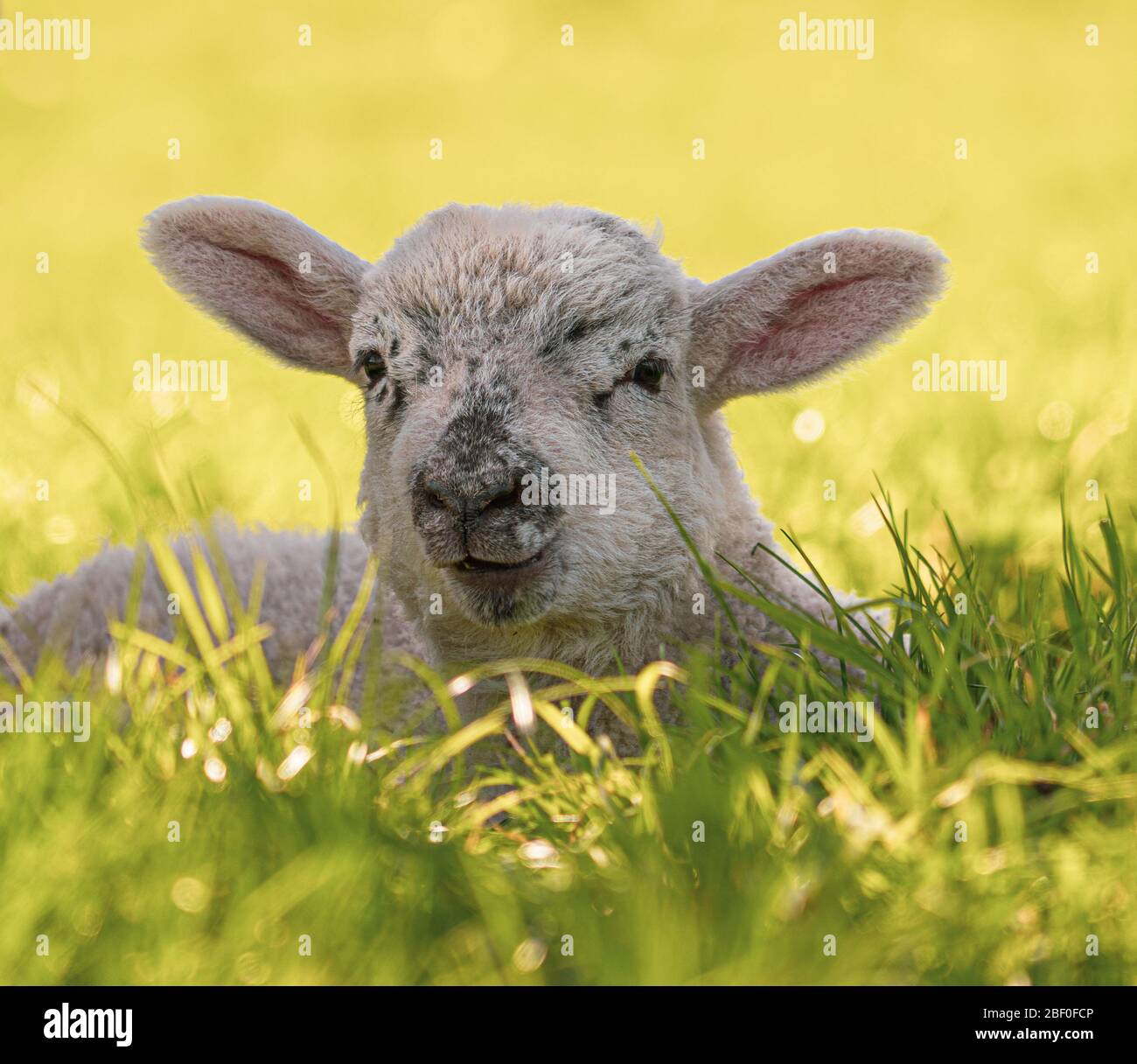 Close up Low Level view of three week old Lamb lying in green grass ...