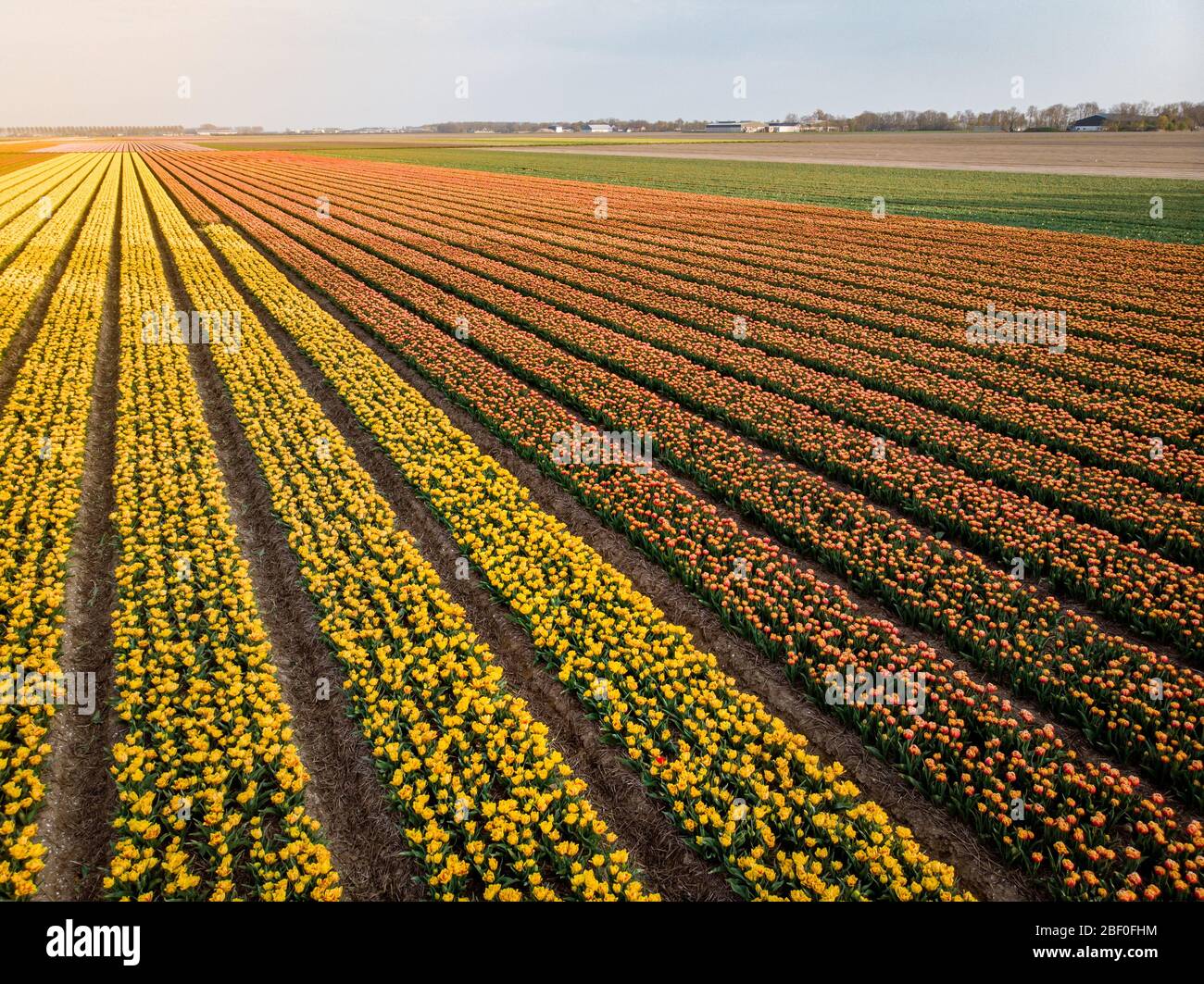 Holland bulb fields windmill hi-res stock photography and images - Alamy