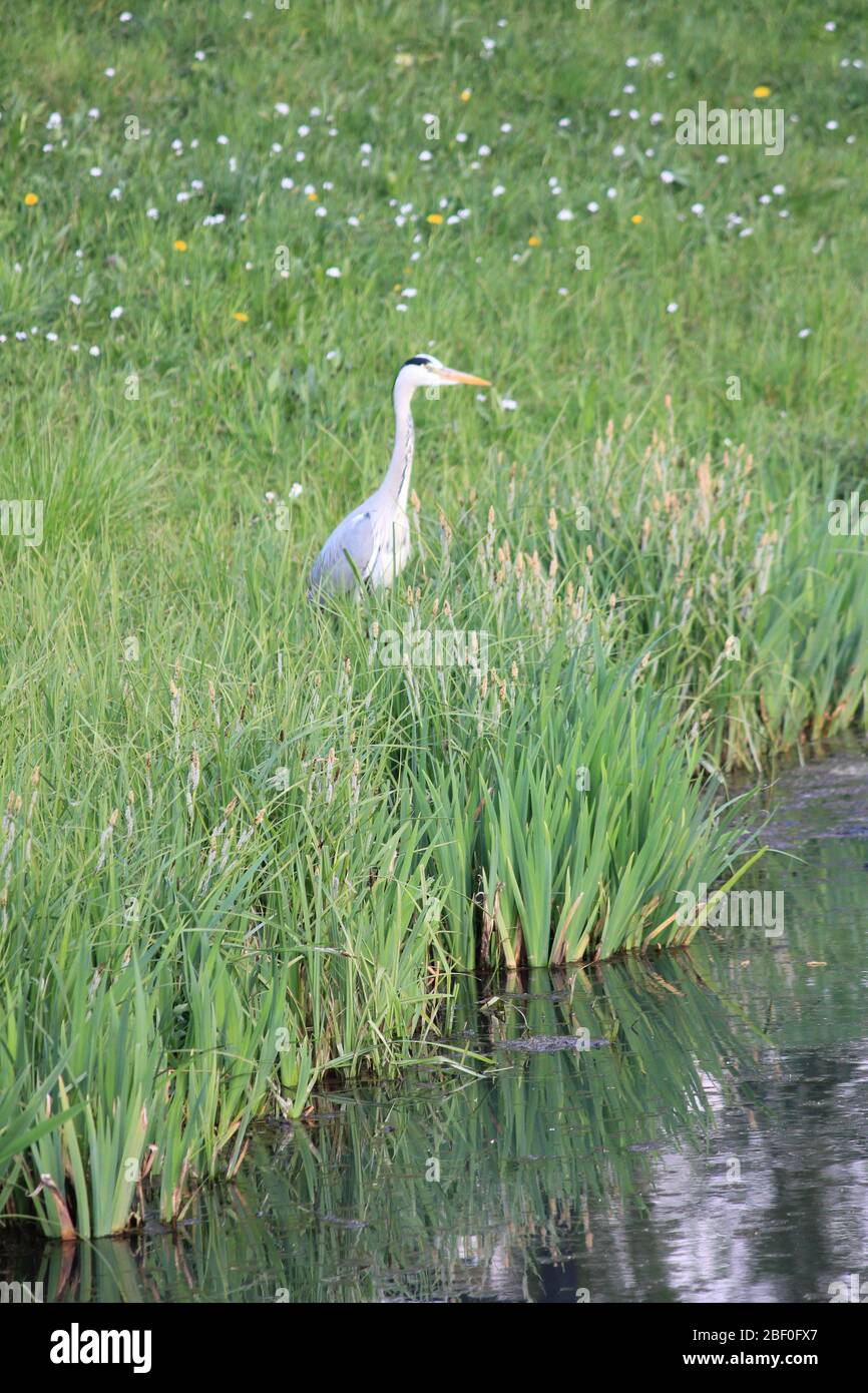 Heron with a short neck hi-res stock photography and images - Alamy