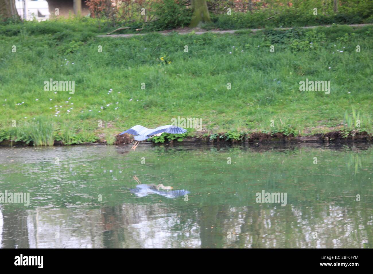Heron with a short neck hi-res stock photography and images - Alamy