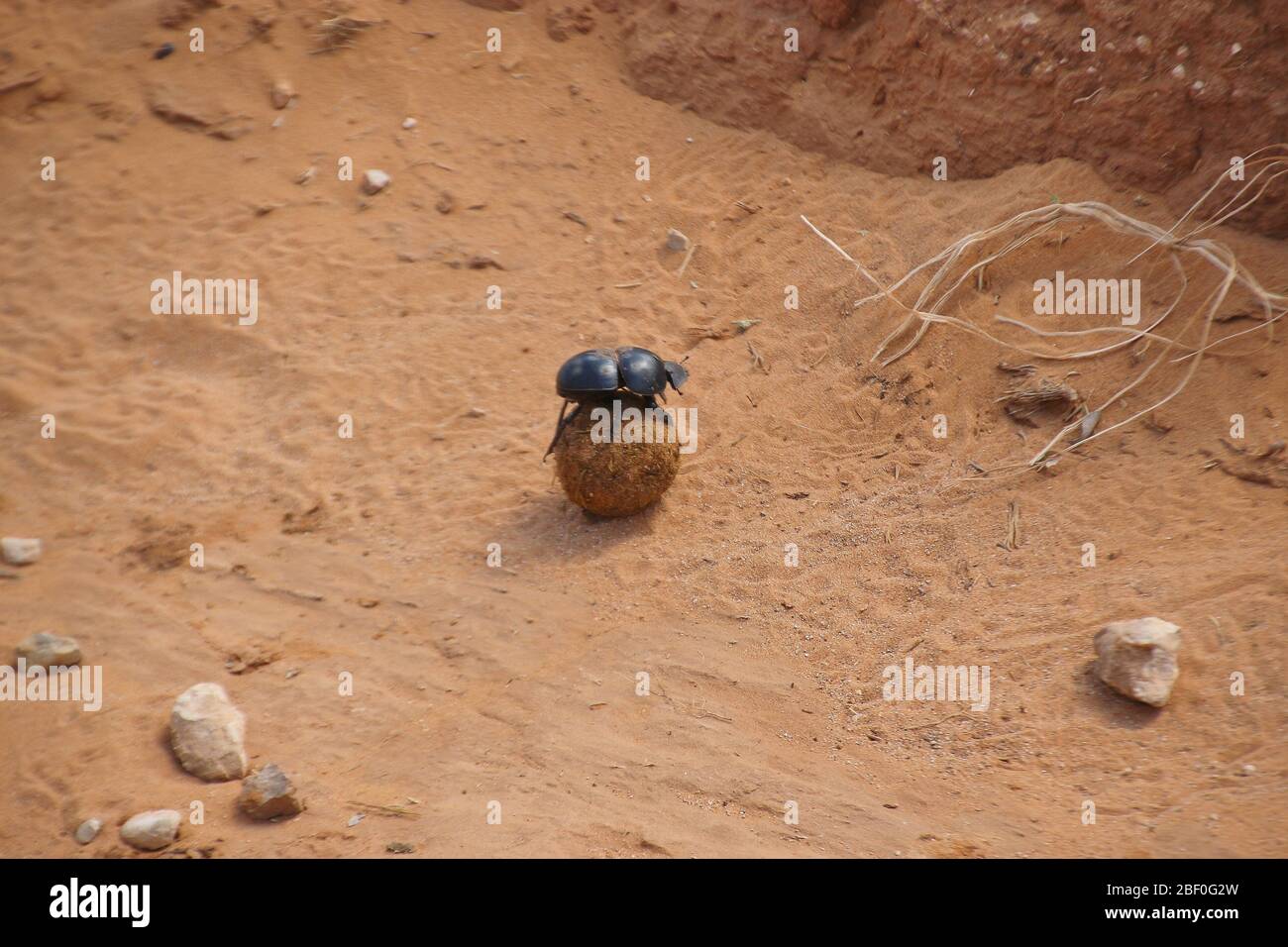 Addo dung beetle hi-res stock photography and images - Alamy