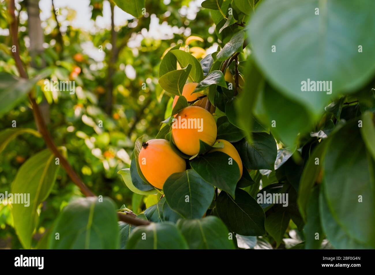 Persimmon trees with lots of persimmons. Fruit close-up on a branch ...