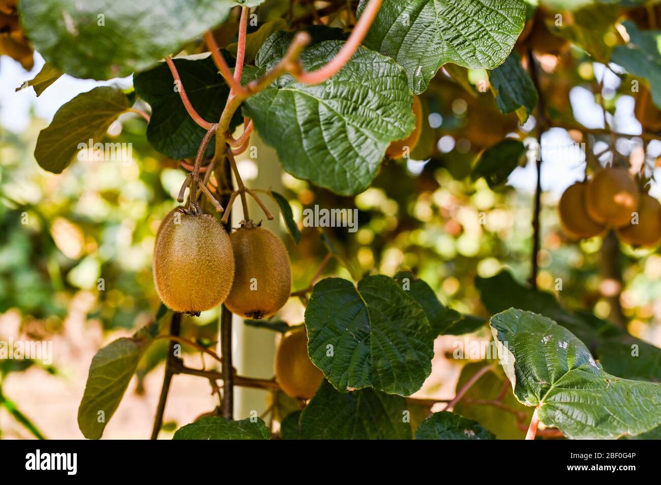 Kiwi on a kiwi tree plantation with with huge clusters of fruits ...