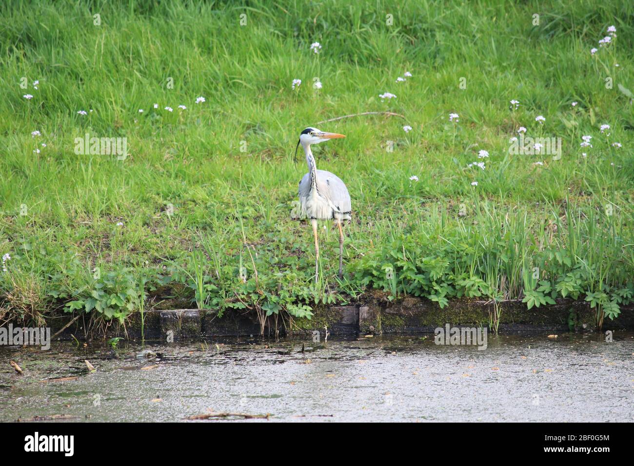 Heron with a short neck hi-res stock photography and images - Alamy