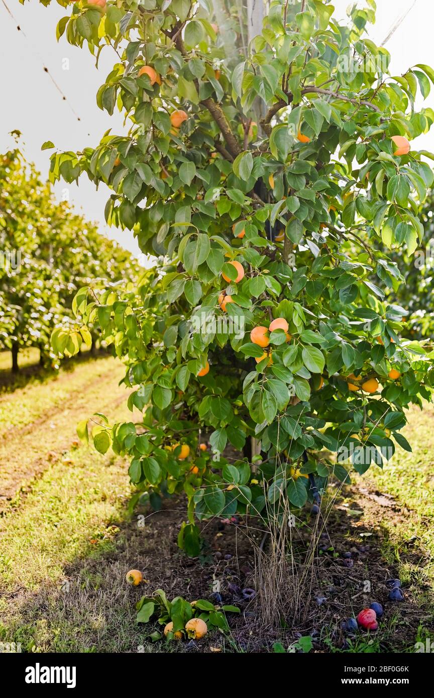 Persimmon trees with a lot of persimmons on tree branches and fallen on ...