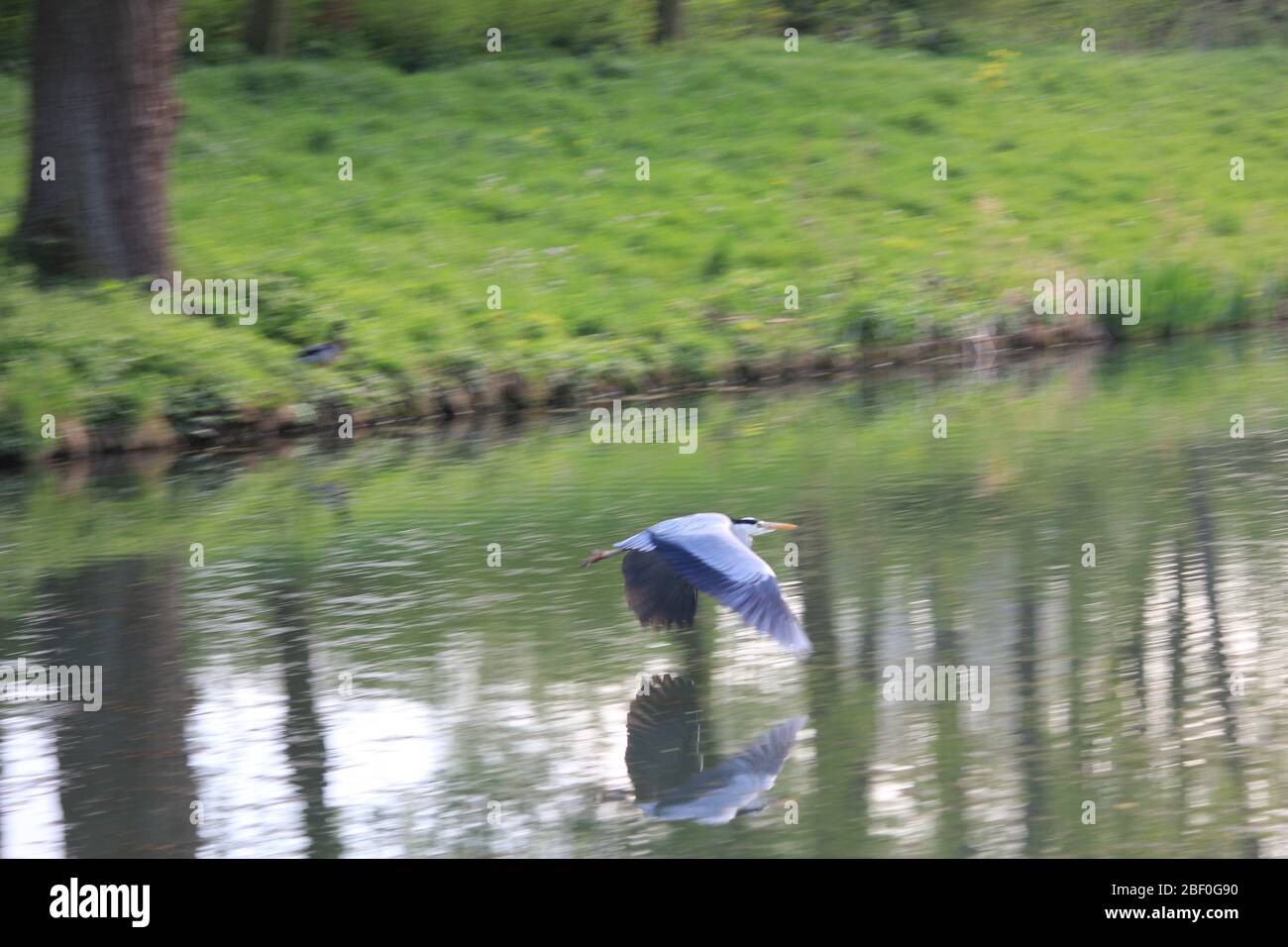 Heron with a short neck hi-res stock photography and images - Alamy