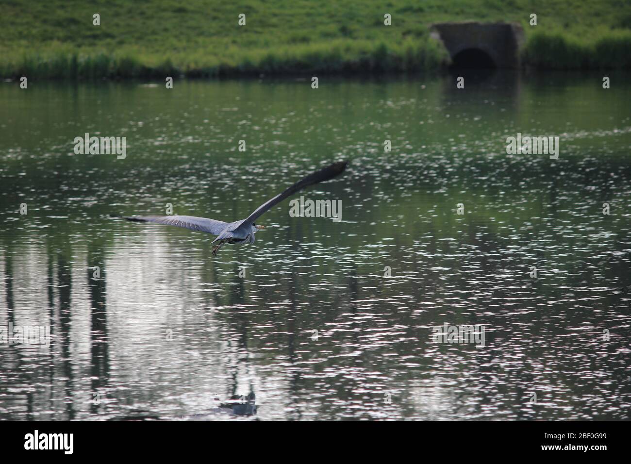 Heron with a short neck hi-res stock photography and images - Alamy