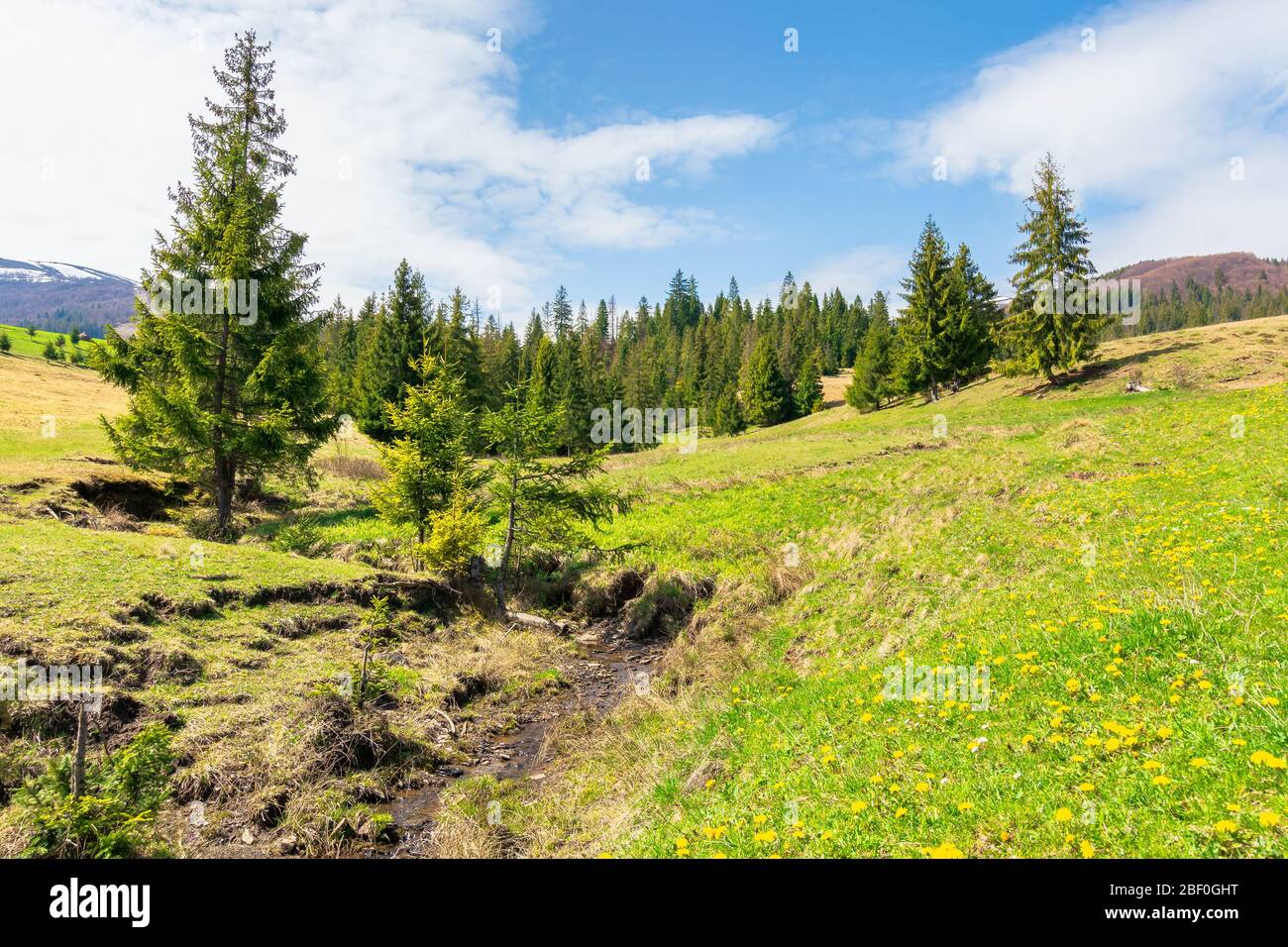 Grassy Hill With Trees