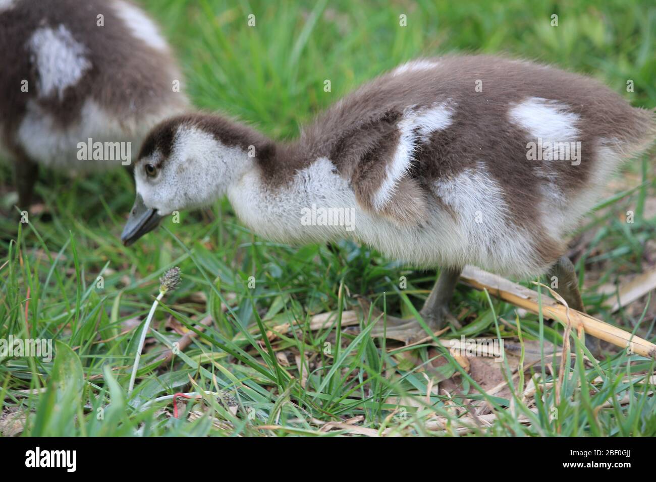 Egyptian goose in Citypark Staddijk Nijmegen, the Netherlands Stock ...