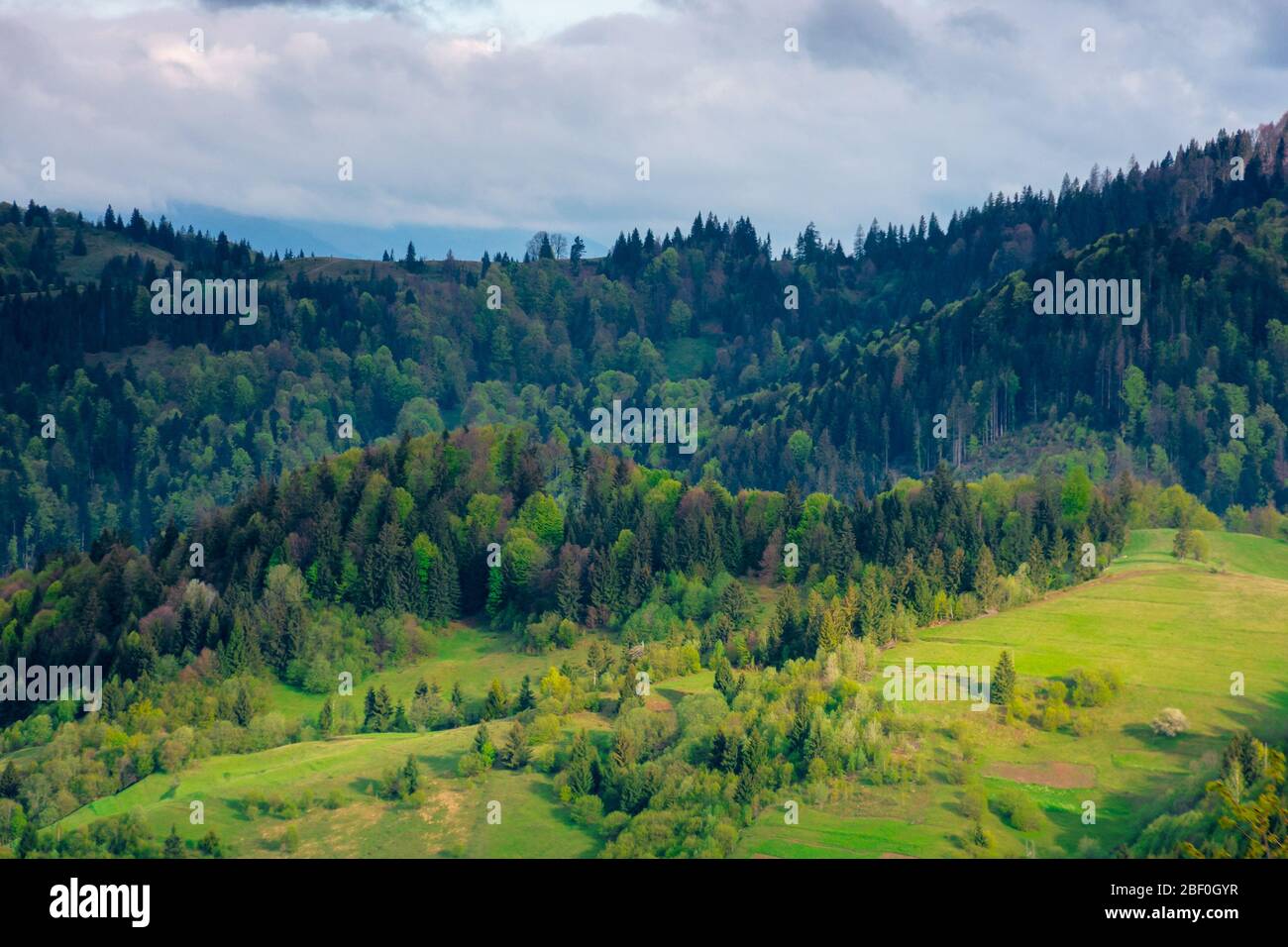 forest on the hills in spring. beautiful environment background in ...
