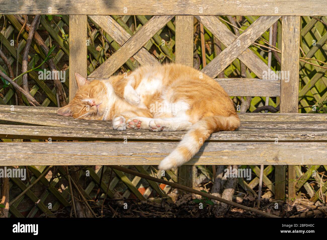 Large Ginger Male Tomcat Cat Tabby Orange and white striped asleep in ...