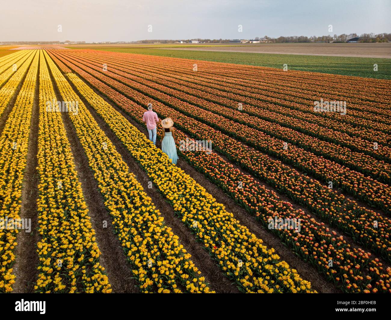 Tulip fields holland aerial hi-res stock photography and images - Alamy