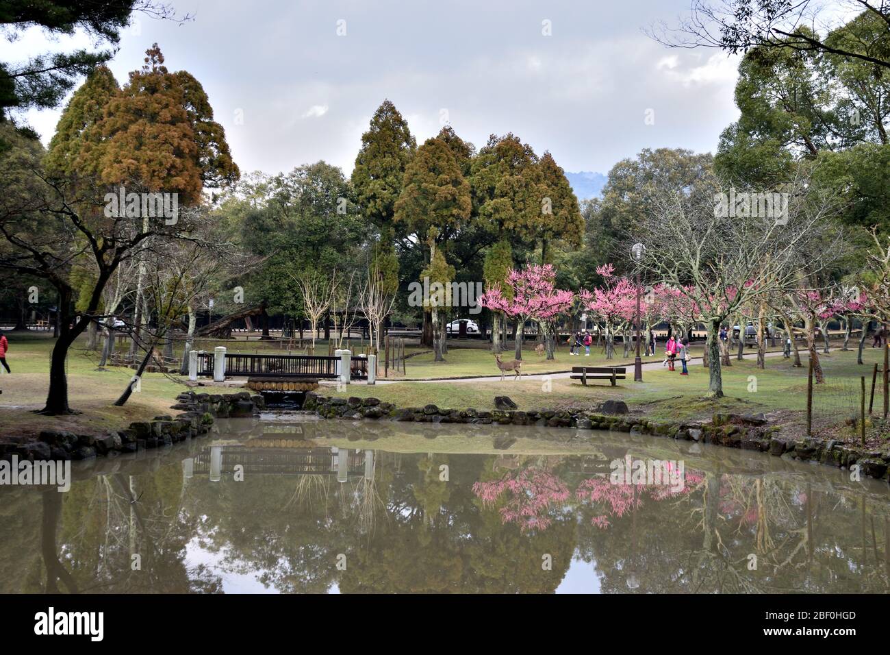 Nara peace park hi-res stock photography and images - Alamy