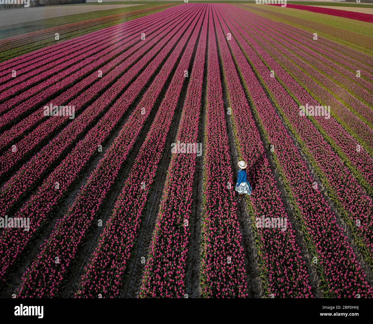 Drone aerial view from above at woman in tulip field, Noordoostpolder ...