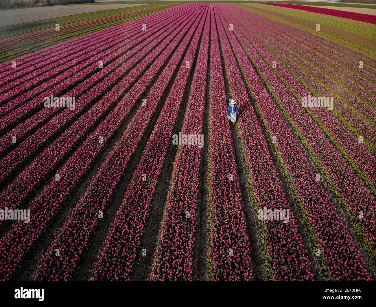 Drone aerial view from above at couple men and woman in tulip field ...