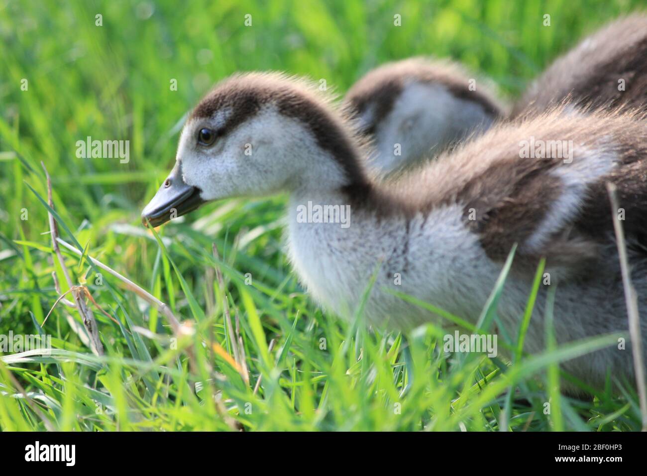 Egyptian goose in Citypark Staddijk Nijmegen, the Netherlands Stock ...