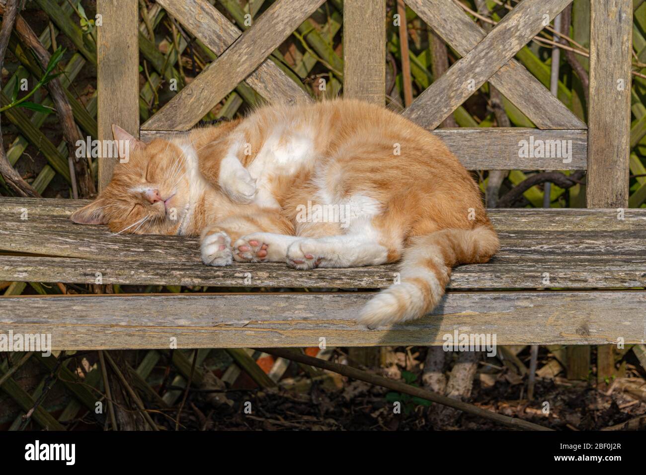 Red striped tomcat sitting in the garden hi-res stock photography and ...