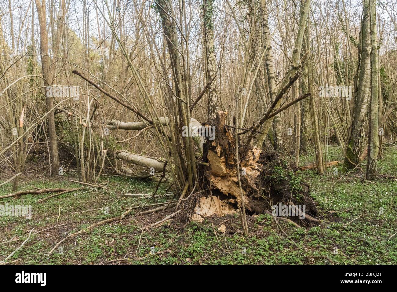 Wind fallen tree in a deciduous forest in spring season Stock Photo - Alamy