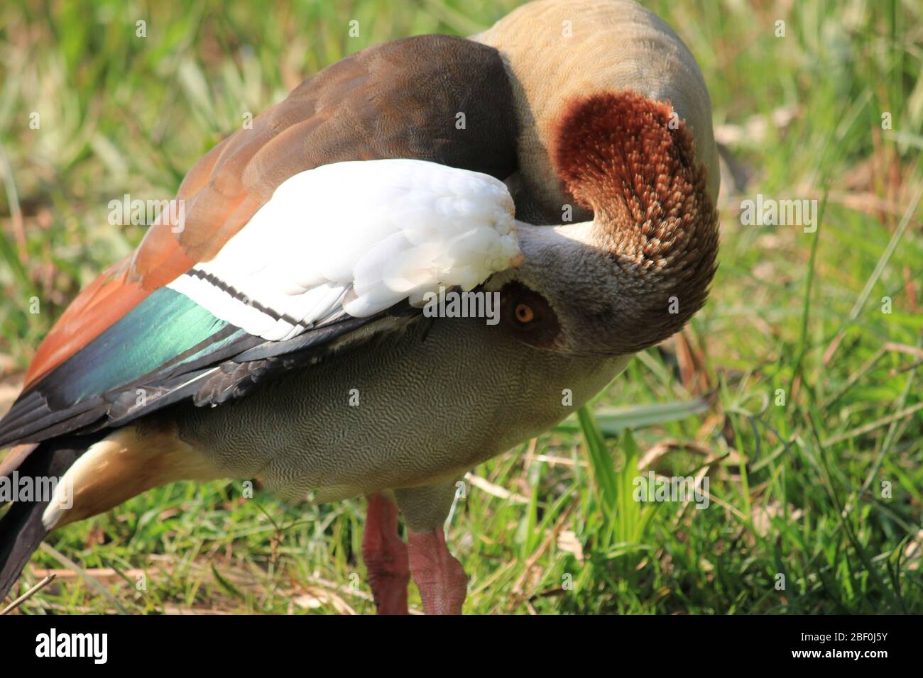 Egyptian goose in Citypark Staddijk Nijmegen, the Netherlands Stock ...
