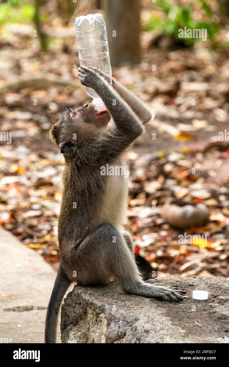 Monkey drinking water from bottle hi-res stock photography and images ...