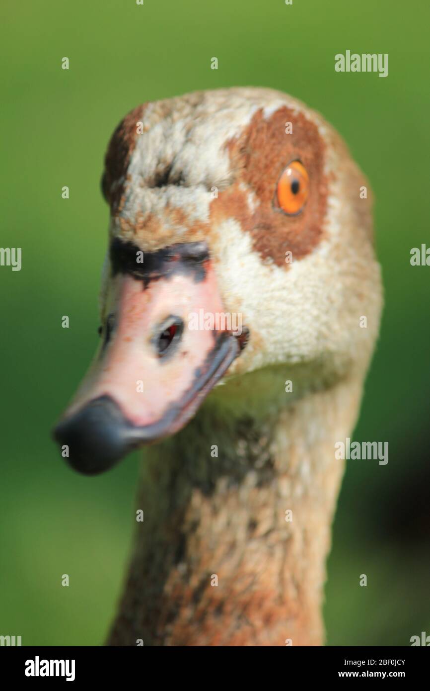 Egyptian goose in Citypark Staddijk Nijmegen, the Netherlands Stock ...