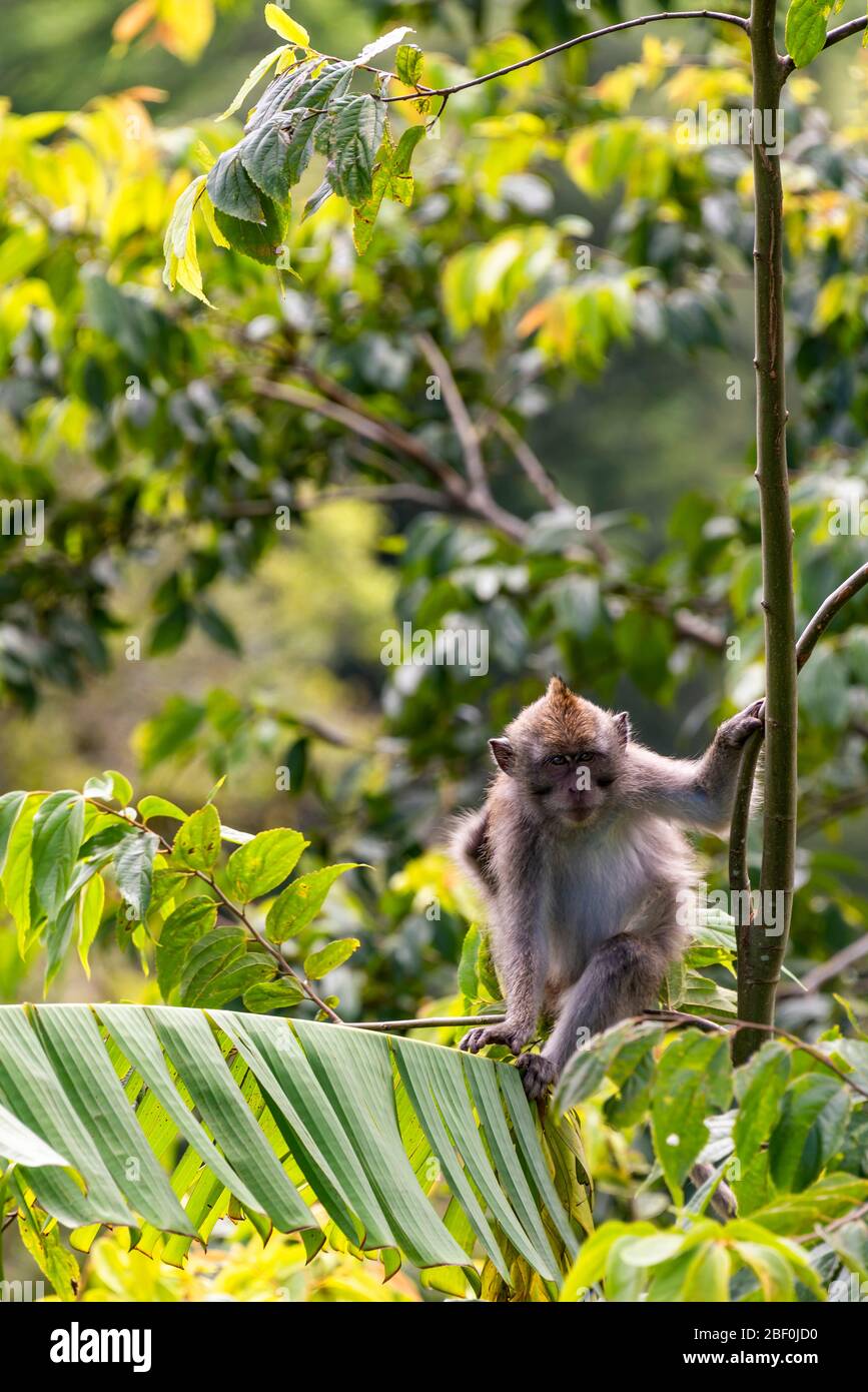 Vertical view of a grey long-tailed macaque in Bali, Indonesia Stock ...