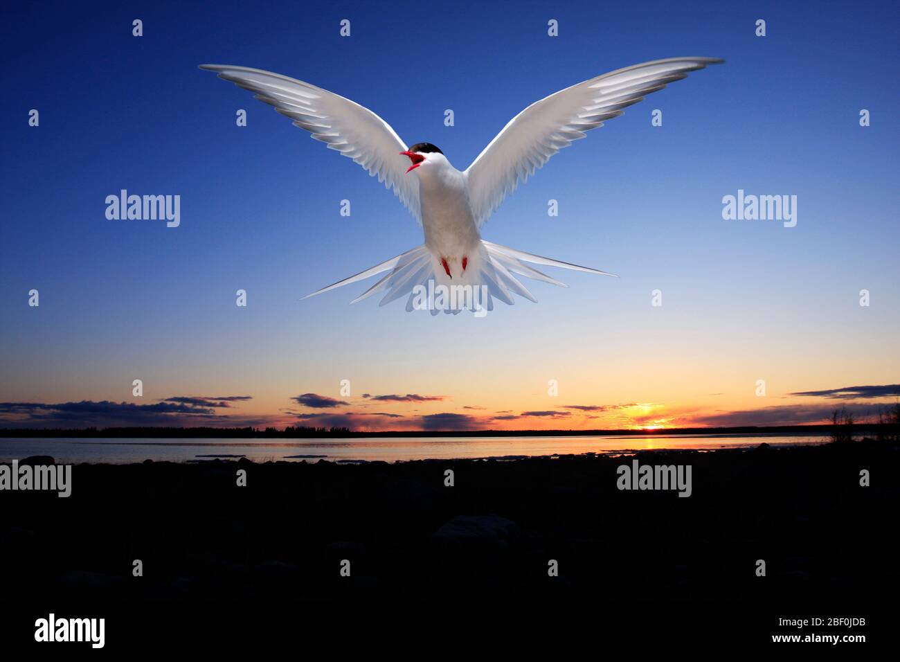 Common tern in migration in the sky during spring. Seaside activity ...