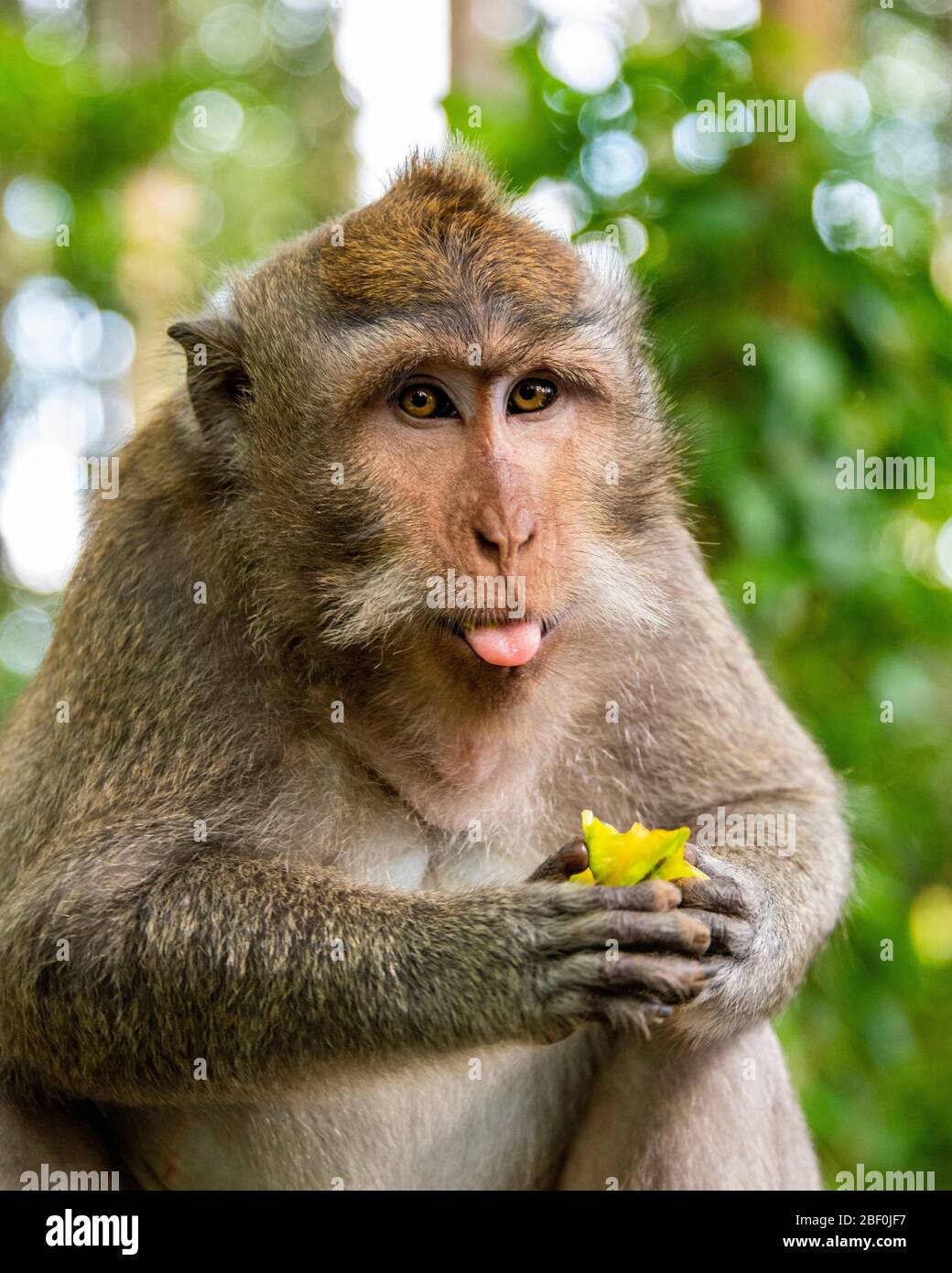 Vertical view of a grey long-tailed macaque in Bali, Indonesia Stock ...