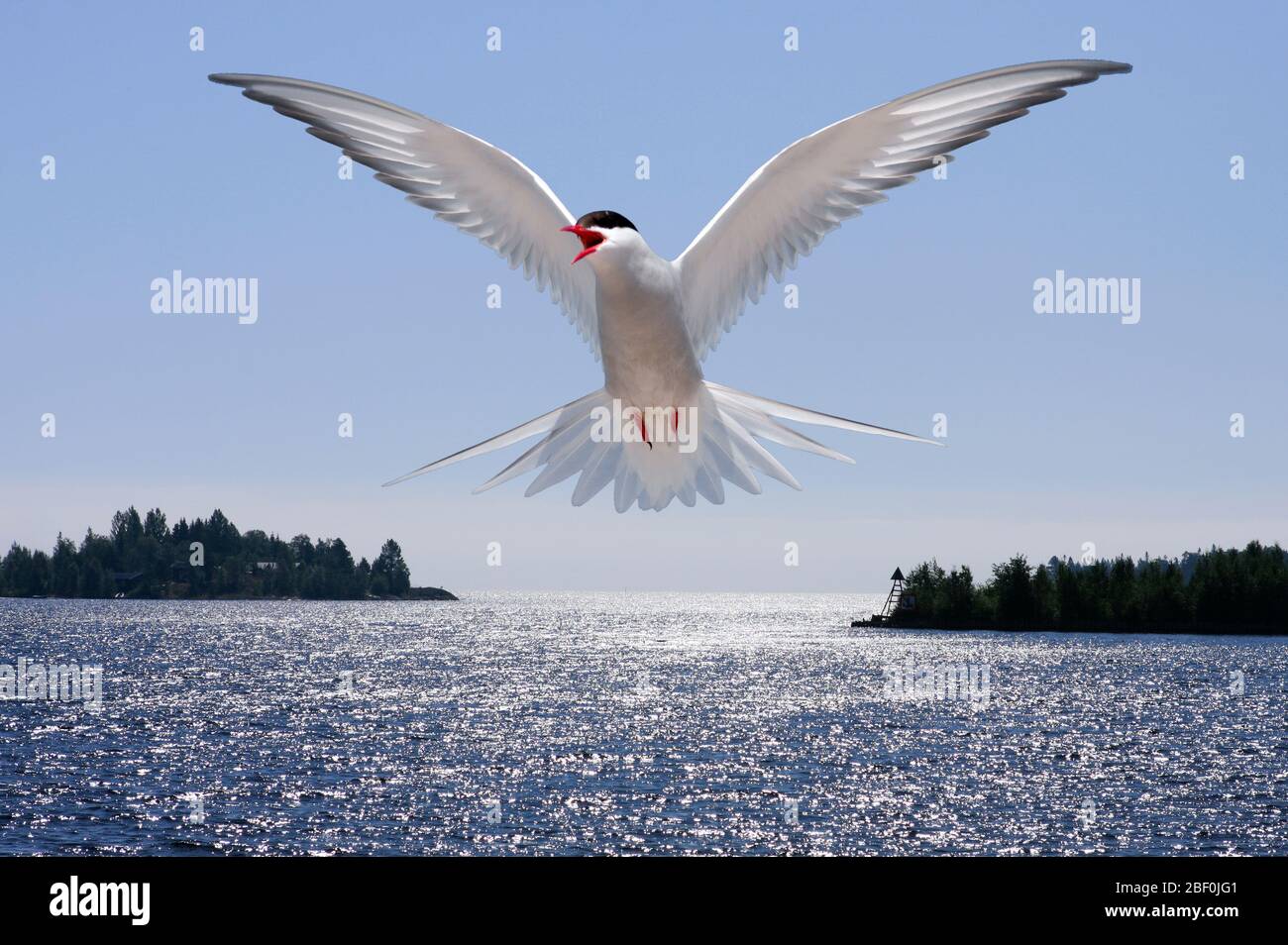 Common tern in migration in the sky during spring. Seaside activity ...