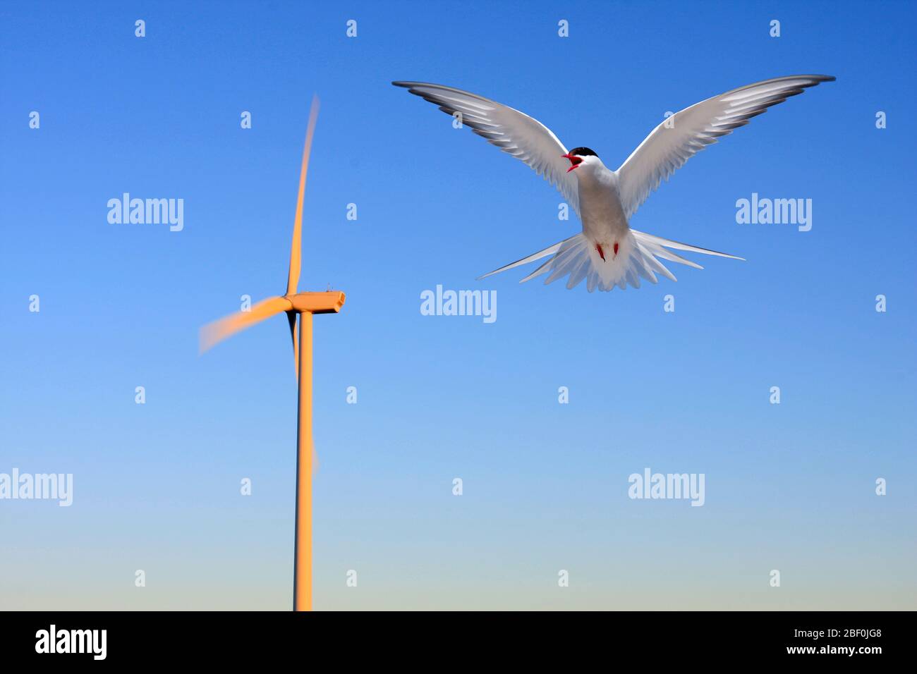 Common tern in migration in the sky during spring. Seaside activity ...